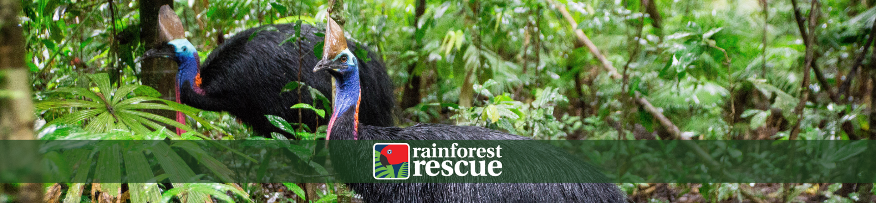 Donate to Rainforest Rescue