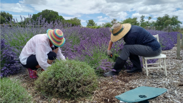 The Lavender Project