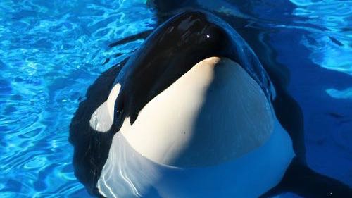 Help me in protecting our Australian Marine Life