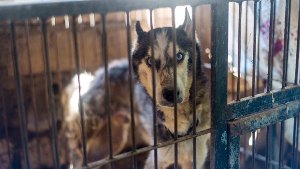 HELP US TREAT MORE SICK & INJURED ANIMALS