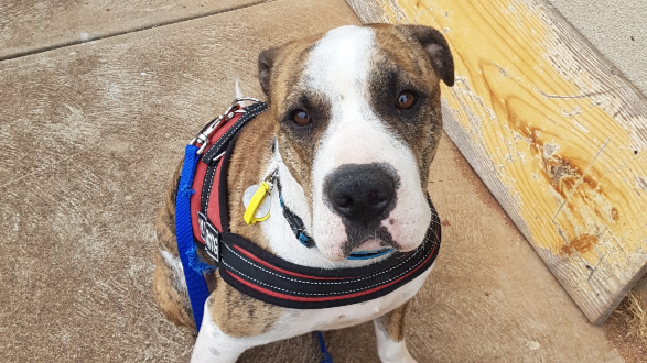 Special dogs for special needs