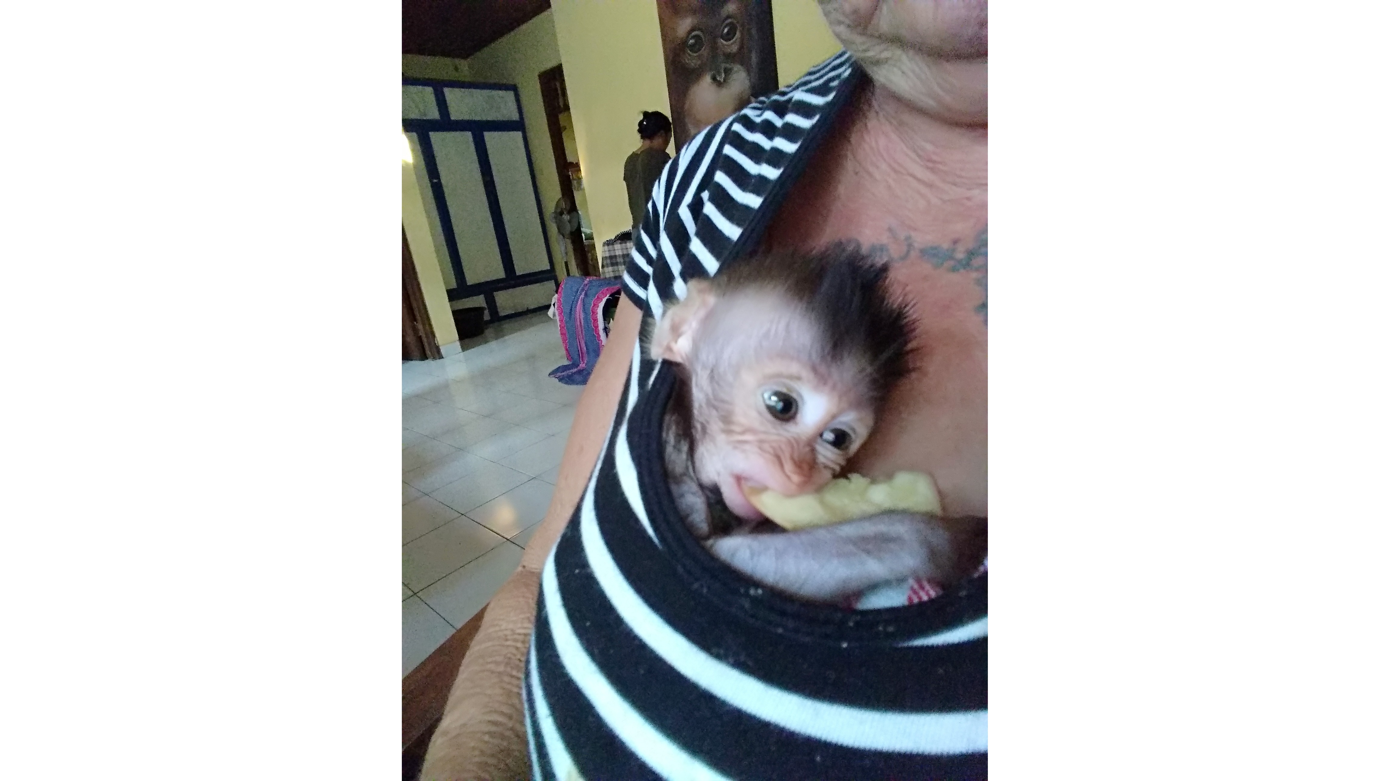 Bali Monkey Rescue Ray Ray