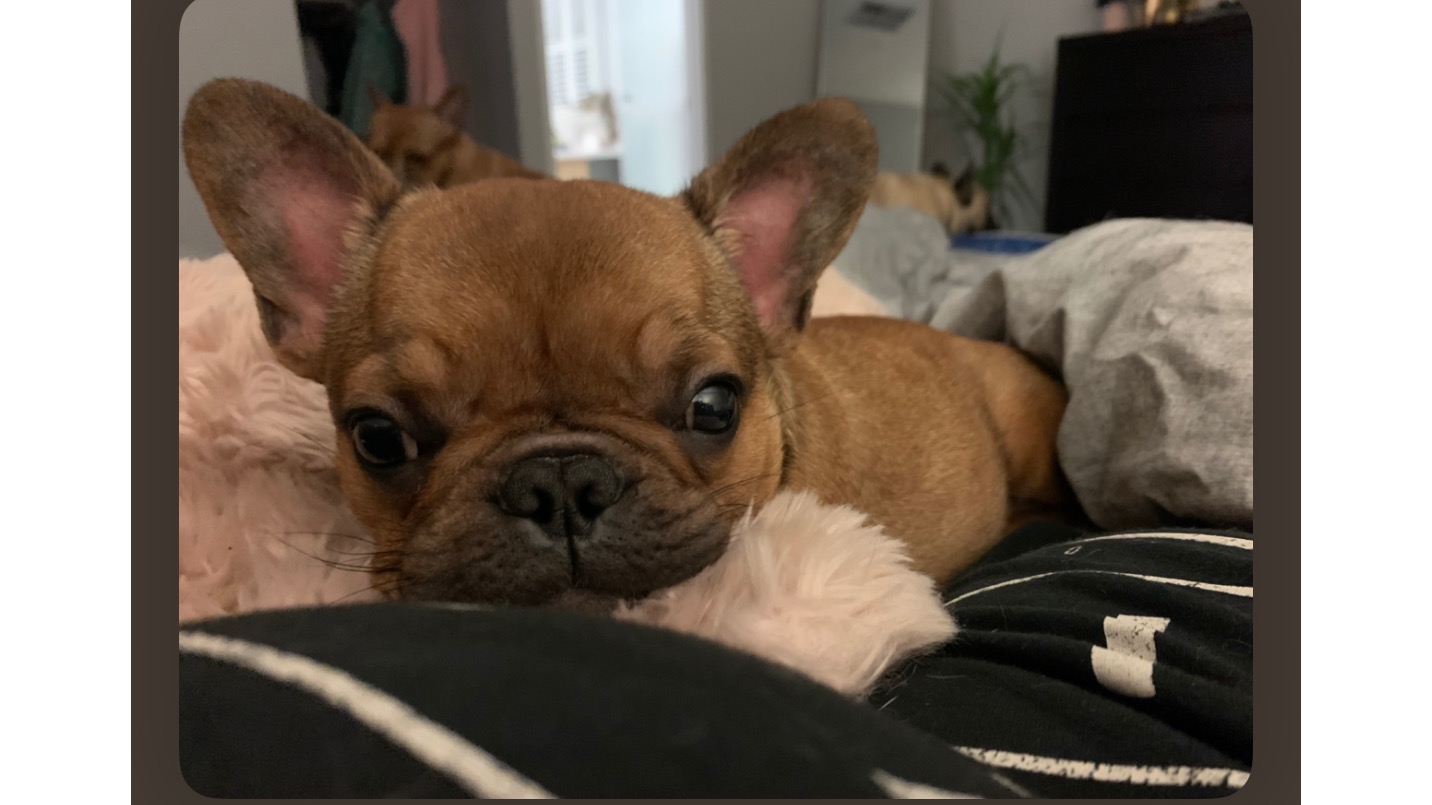 A helmet for Bambi the hydrocephalic French bulldog