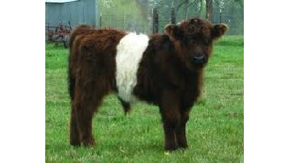 Help Werzel Build a Therapeutic Micro-Farm