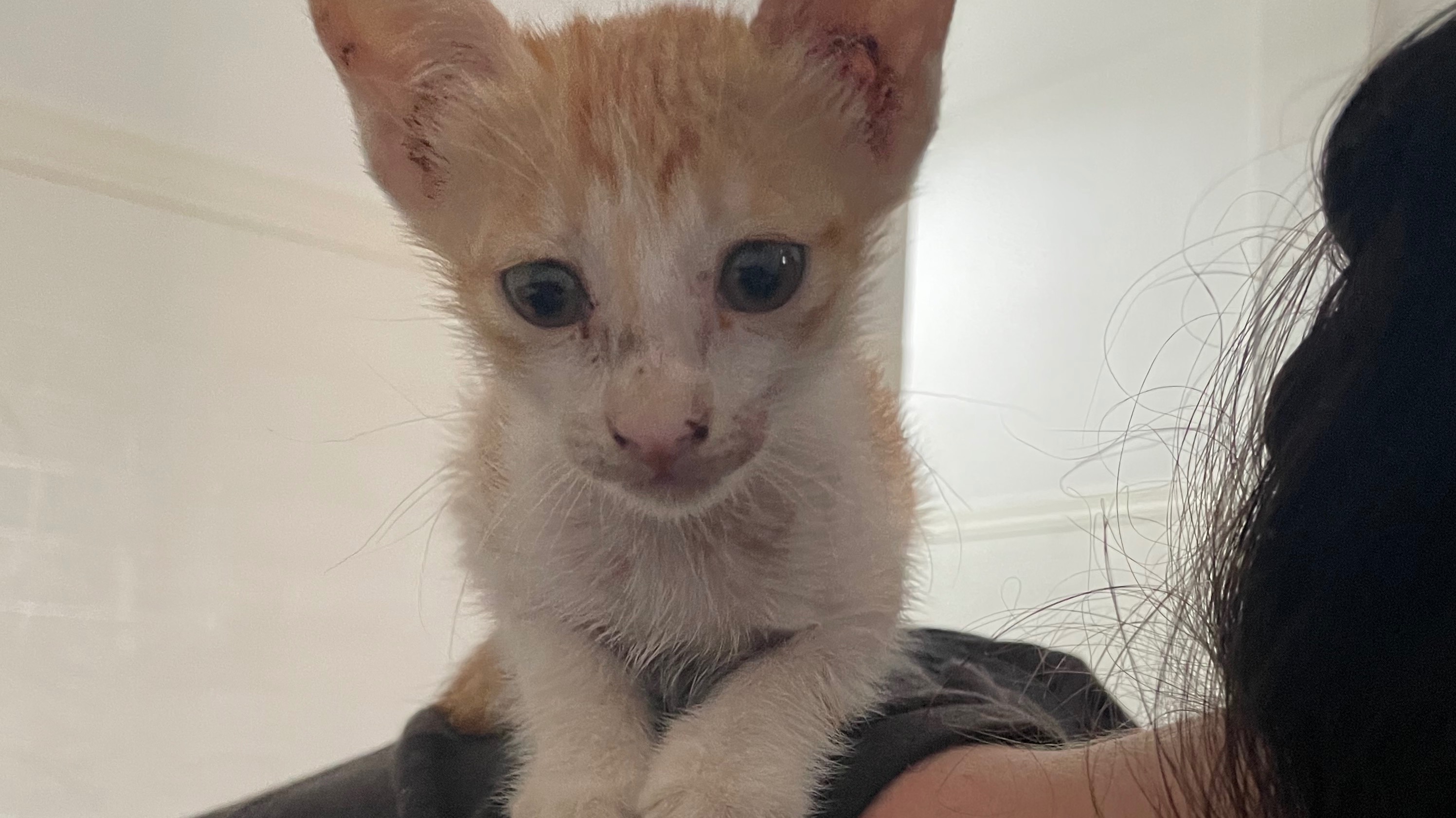 Please help to save little “Roo”