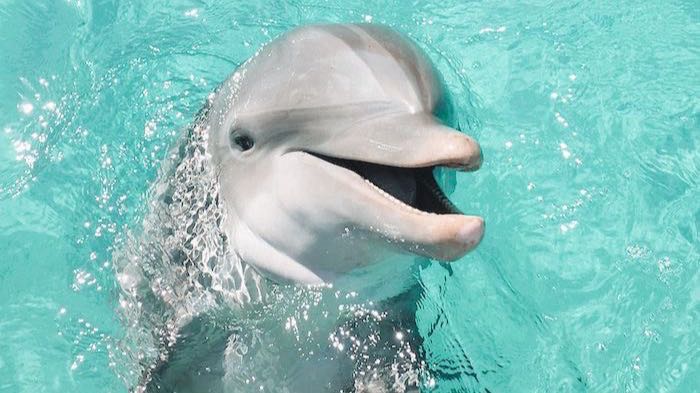 Help me in protecting our Australian Marine Life