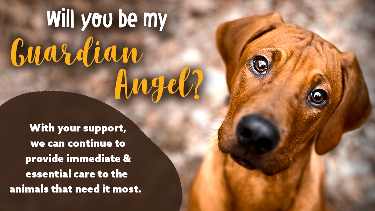 Guardian Angel Program