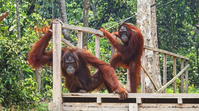 Borneo Orangutan Survival Australian OrangutanFreedom Winner