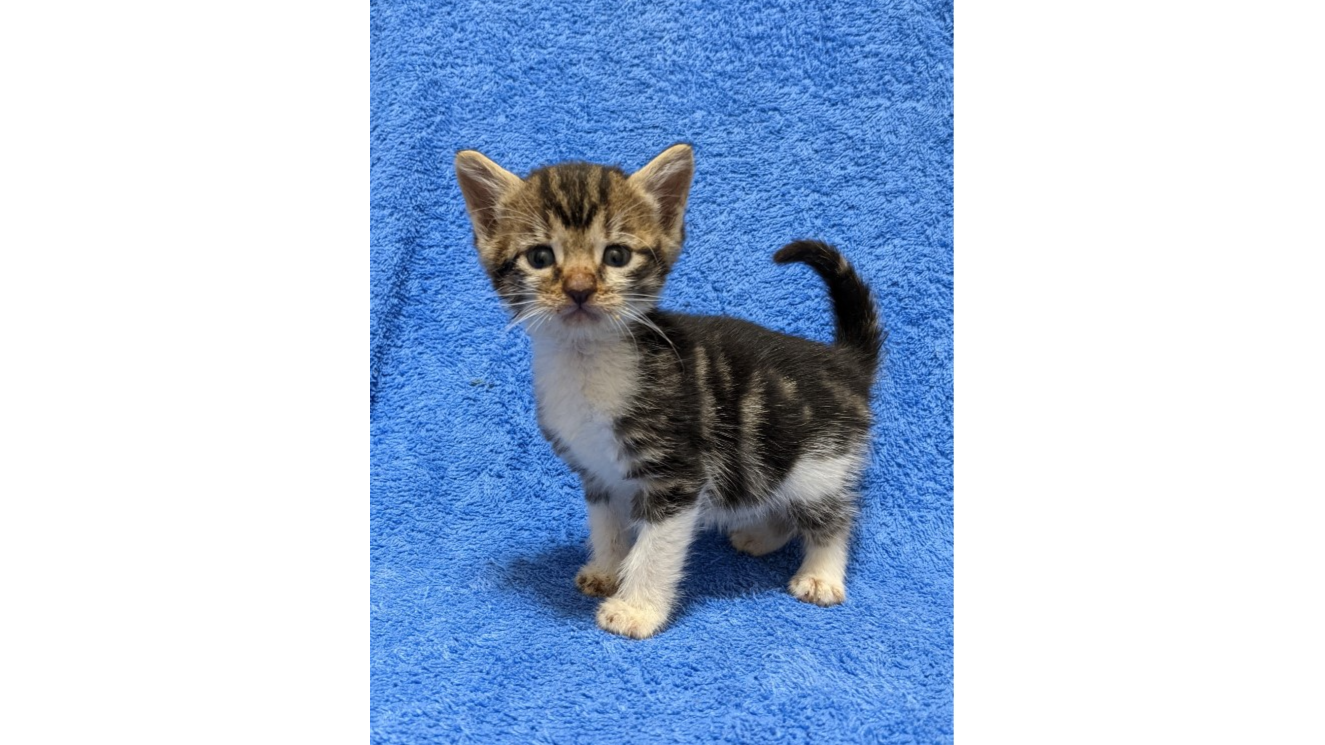 From Depot to Domicile: Rescuing Tram Cats and Kittens