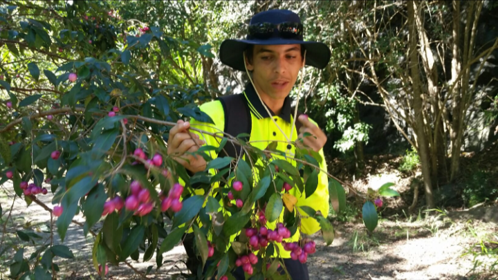 Indigenous Land Management - after the bushfires