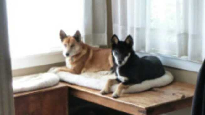 Australian Dingo Foundation fundraiser in honor of Jade and Tux