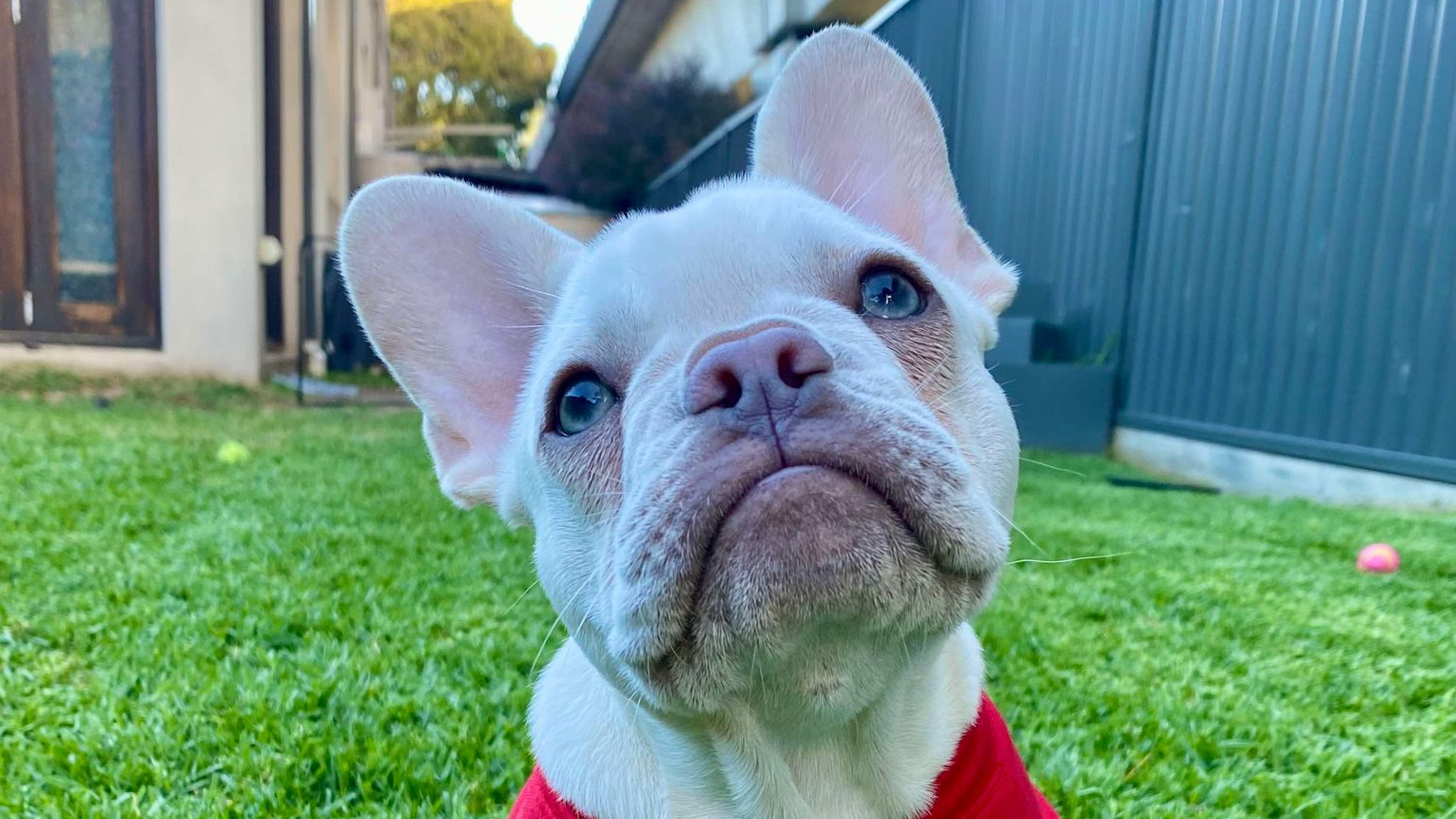 Princess Pixie Needs Your Help